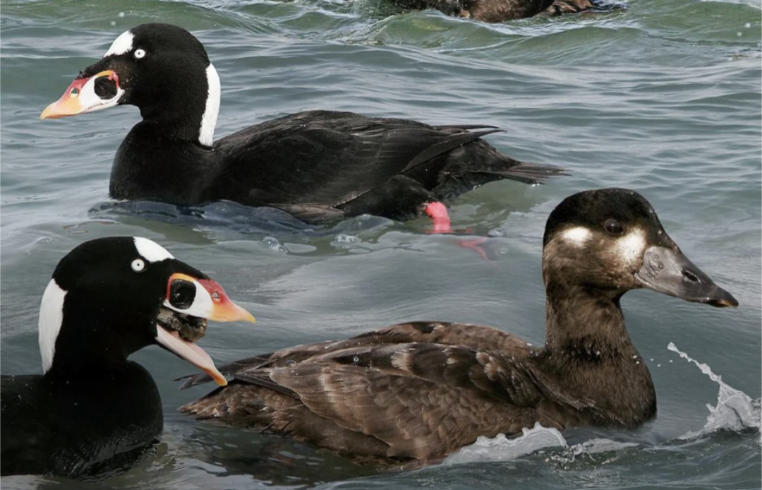 Tip-Sea Duck Hunts – TIP-SEA CHARTERS
